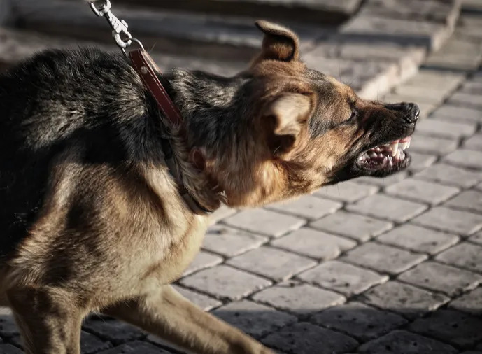 How an Attorney Can Assist You in Your Dog Bite Case | Koonz